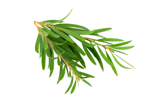 Lauvey | Stop Hair Loss. Boost Growth.